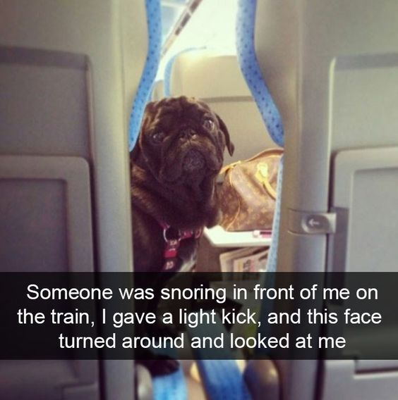 Pug's Guilty Face After Train Snore Kick GagBase | AI-powered meme ...