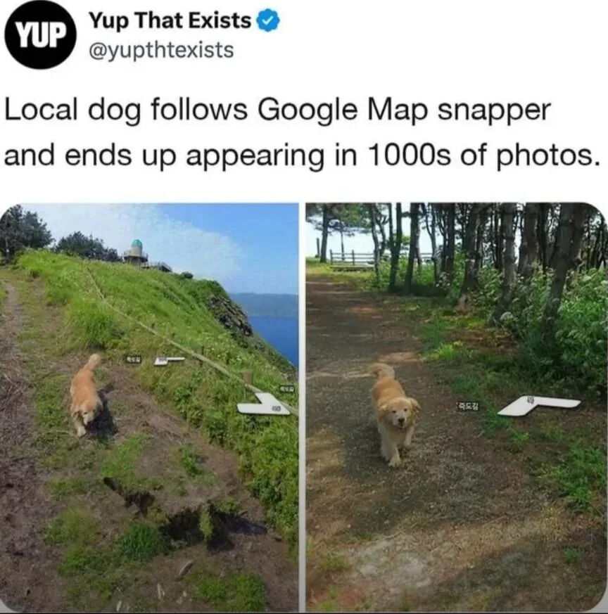 Local Dog Follows Google Map Snapper, Appears in Thousands of Photos ...