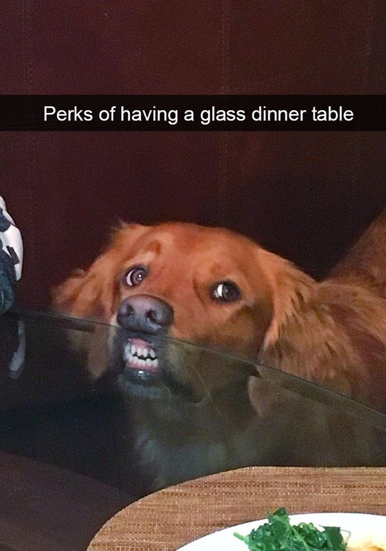 Perks of a Glass Dinner Table (Funny Dog Meme) GagBase | AI-powered ...