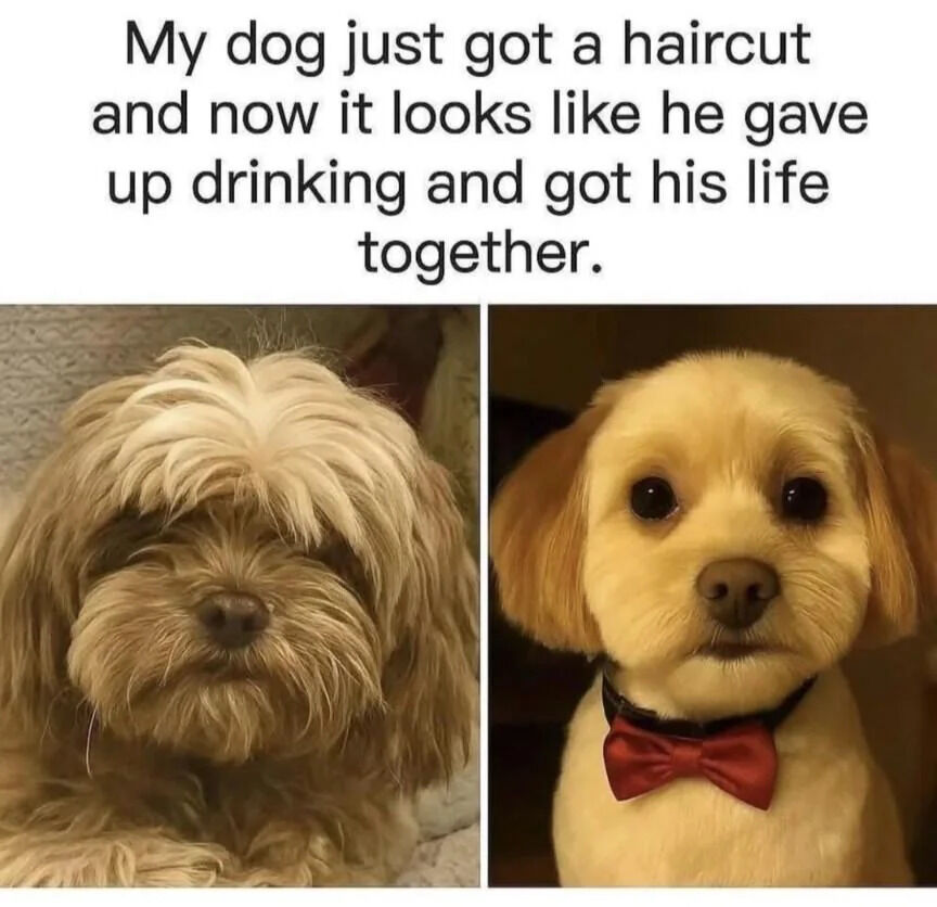 Dog Gets Haircut and Looks Like He Got His Life Together GagBase | AI ...